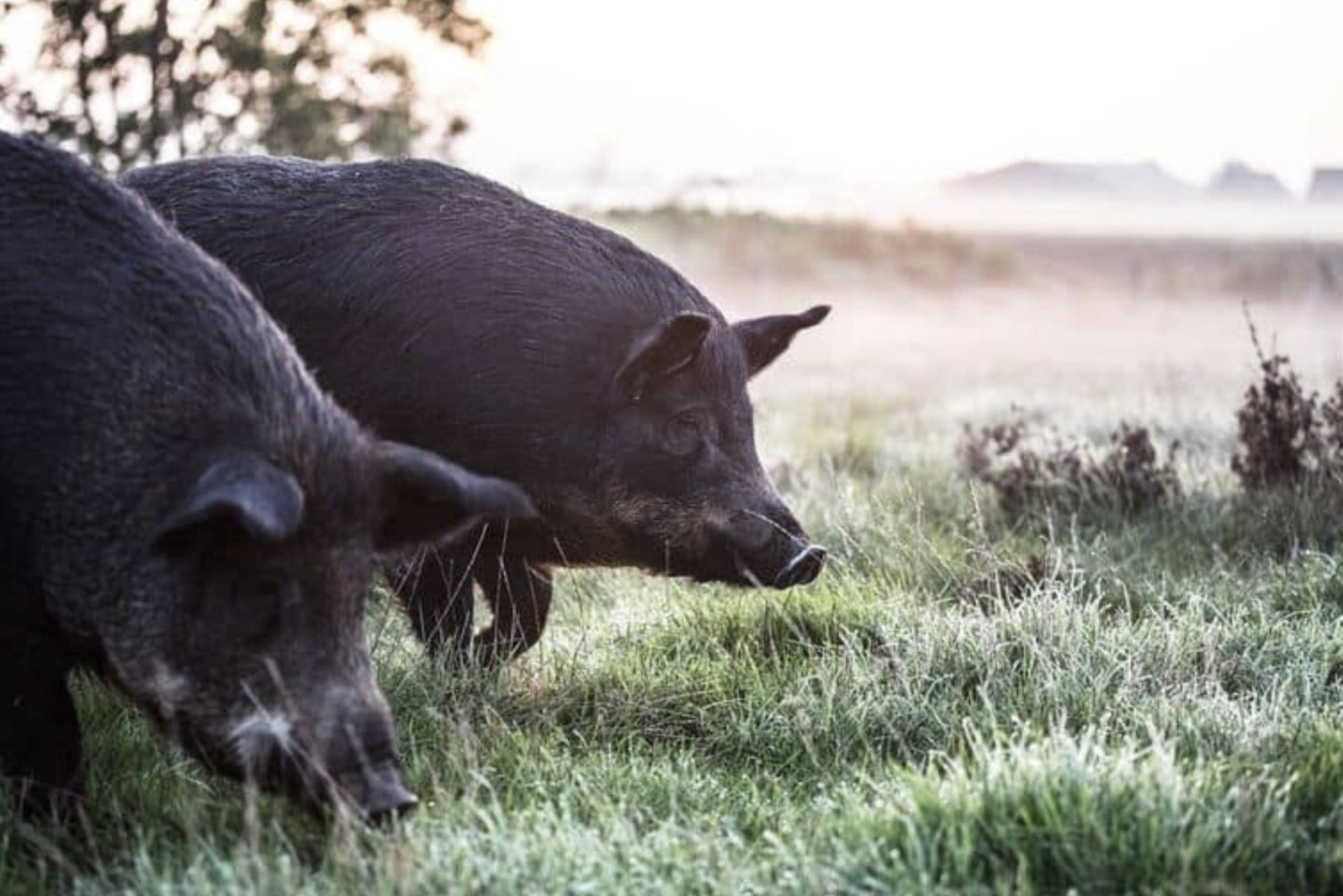 Een toevallige ontmoeting met het Menapisch varken – Barbecoa